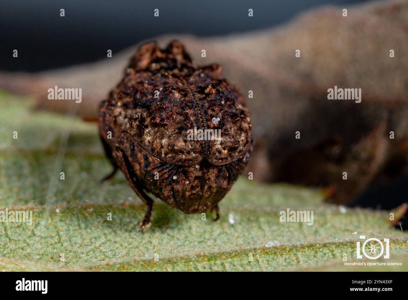 Warty leaf beetles hi-res stock photography and images - Alamy