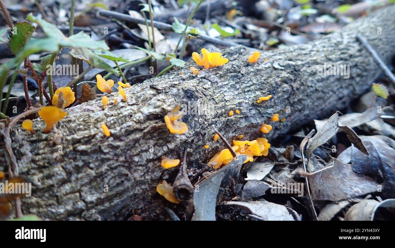 Fan-shaped Jelly Fungus (Dacrymyces spathularia Stock Photo - Alamy
