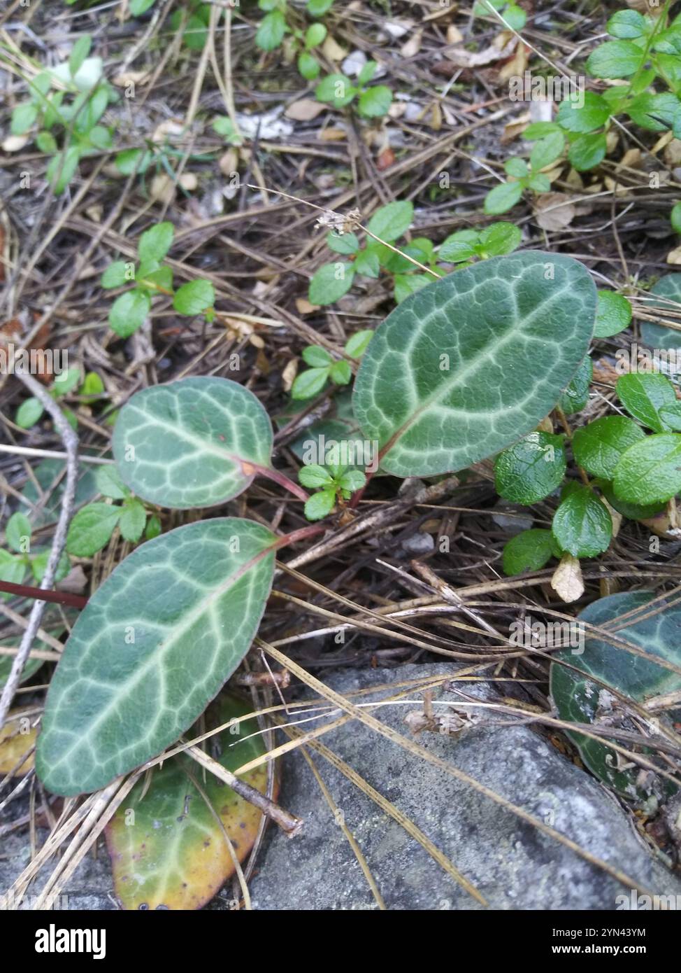 white-veined wintergreen (Pyrola picta Stock Photo - Alamy