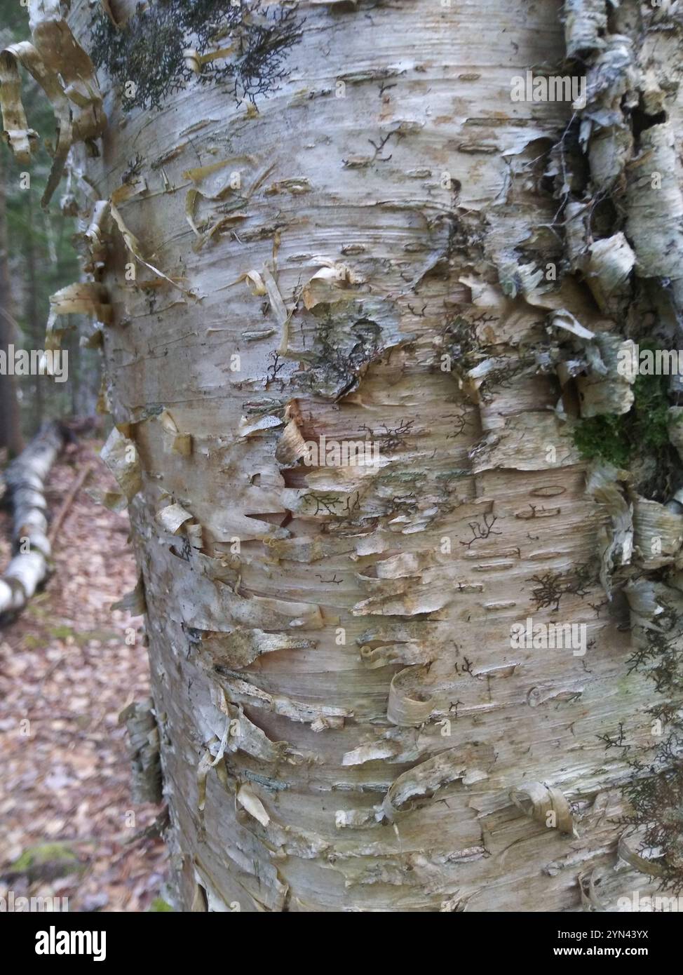 yellow birch (Betula alleghaniensis Stock Photo - Alamy