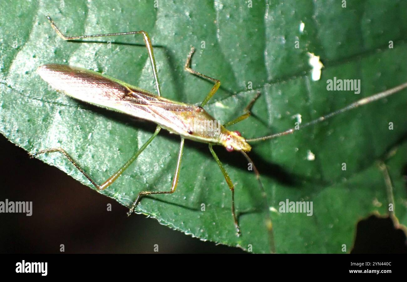 rice bugs (Stenocoris Stock Photo - Alamy
