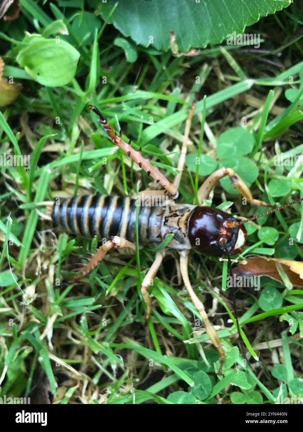 Canterbury tree weta hi-res stock photography and images - Alamy