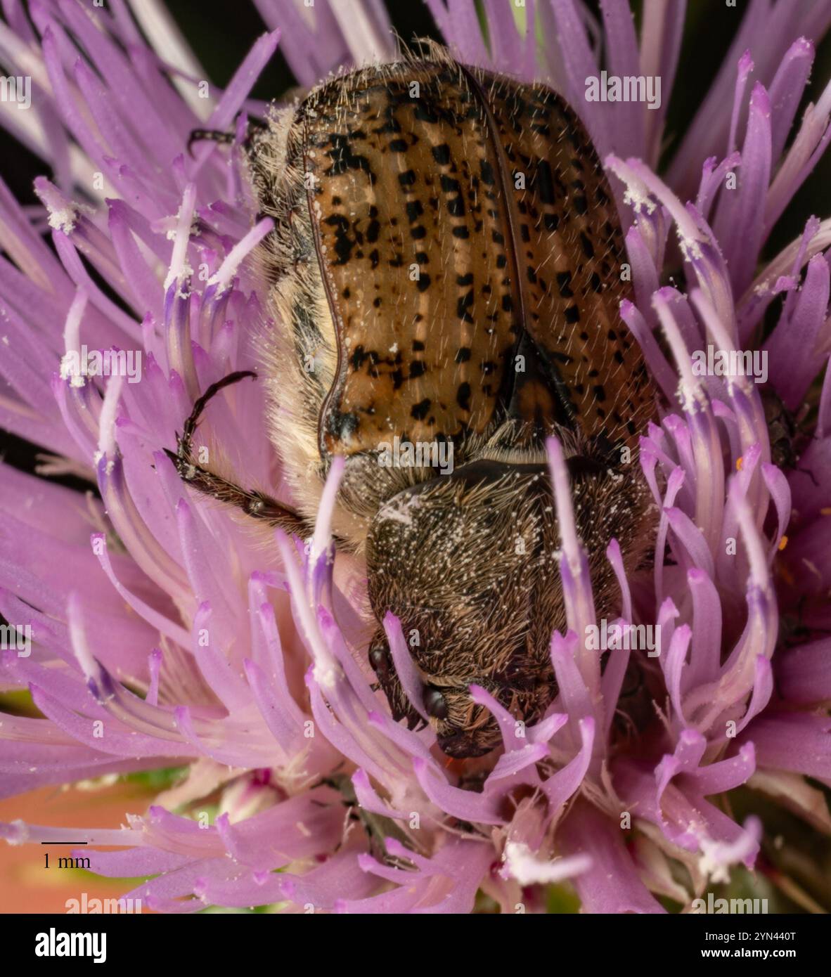 Bumble Flower Beetle (Euphoria inda Stock Photo - Alamy