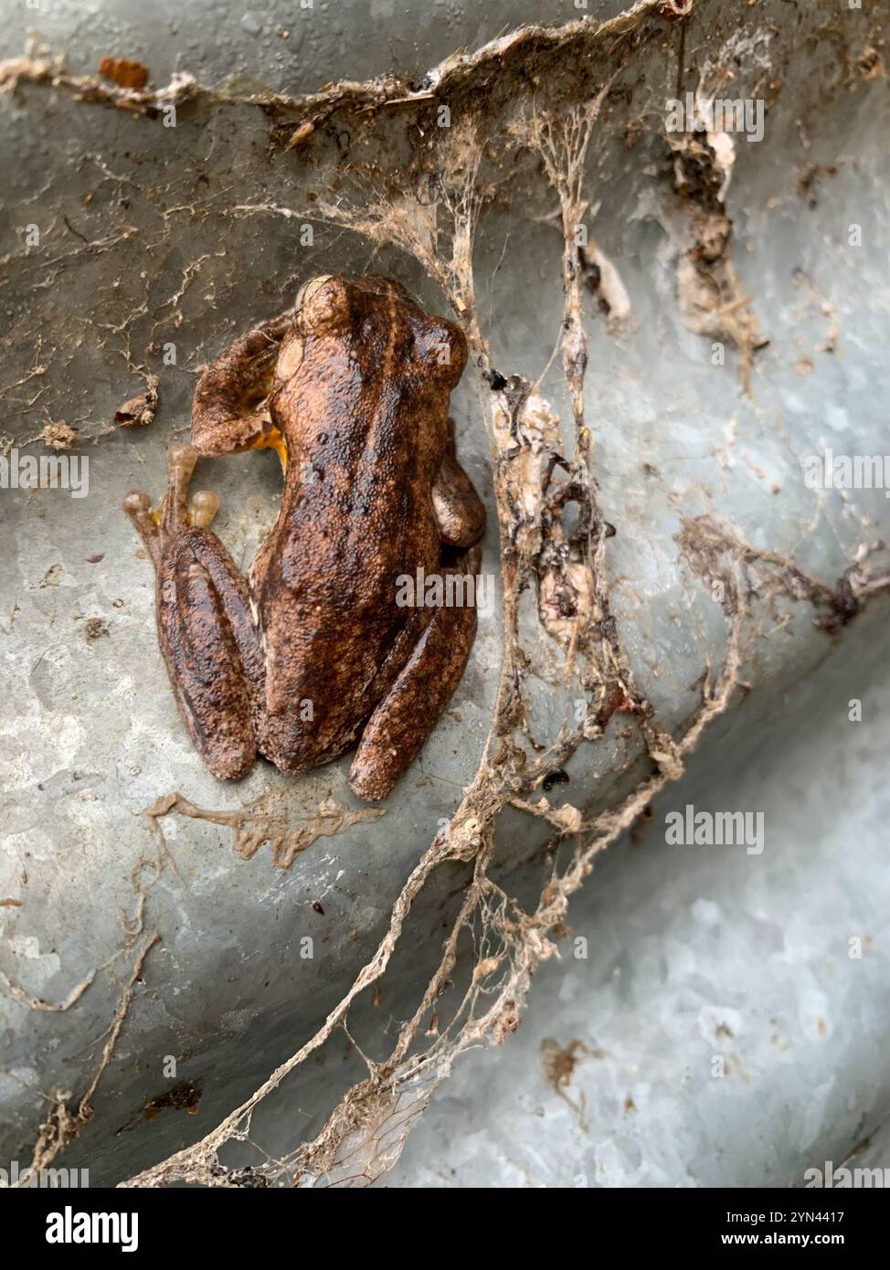 Peron's Tree Frog (Litoria peronii Stock Photo - Alamy