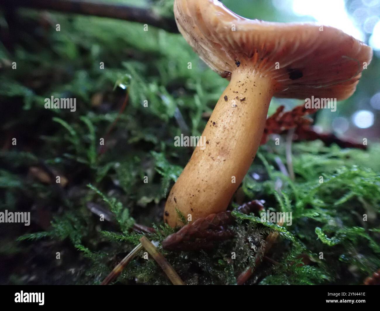 Basidiomycete Fungi (Basidiomycota Stock Photo - Alamy