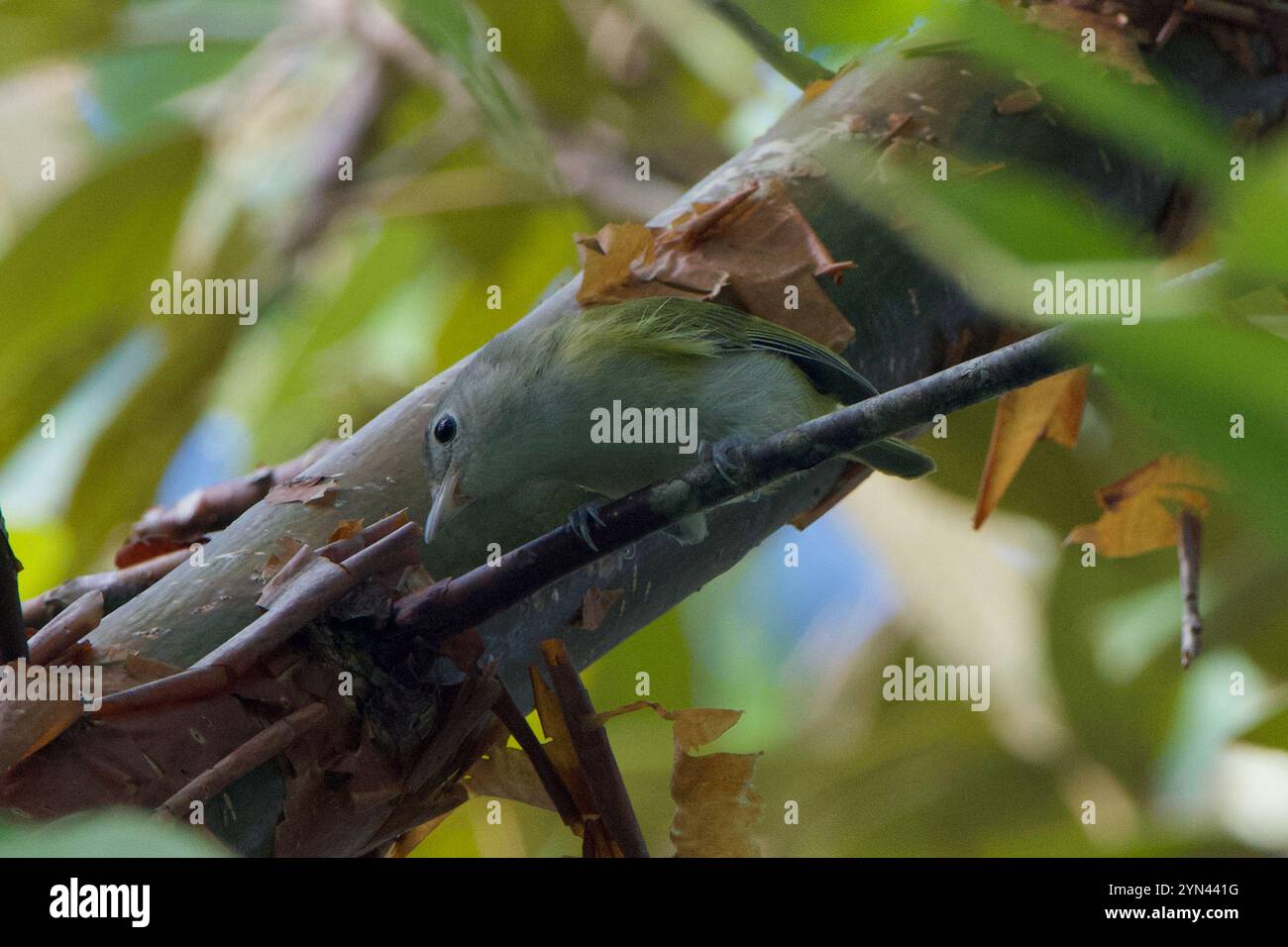 Pachysylvia decurtata hi-res stock photography and images - Alamy