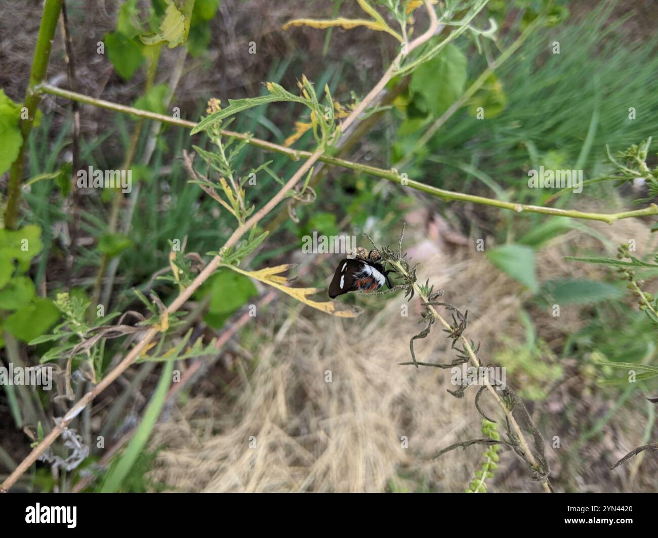 Grote's buckmoth (Hemileuca grotei Stock Photo - Alamy