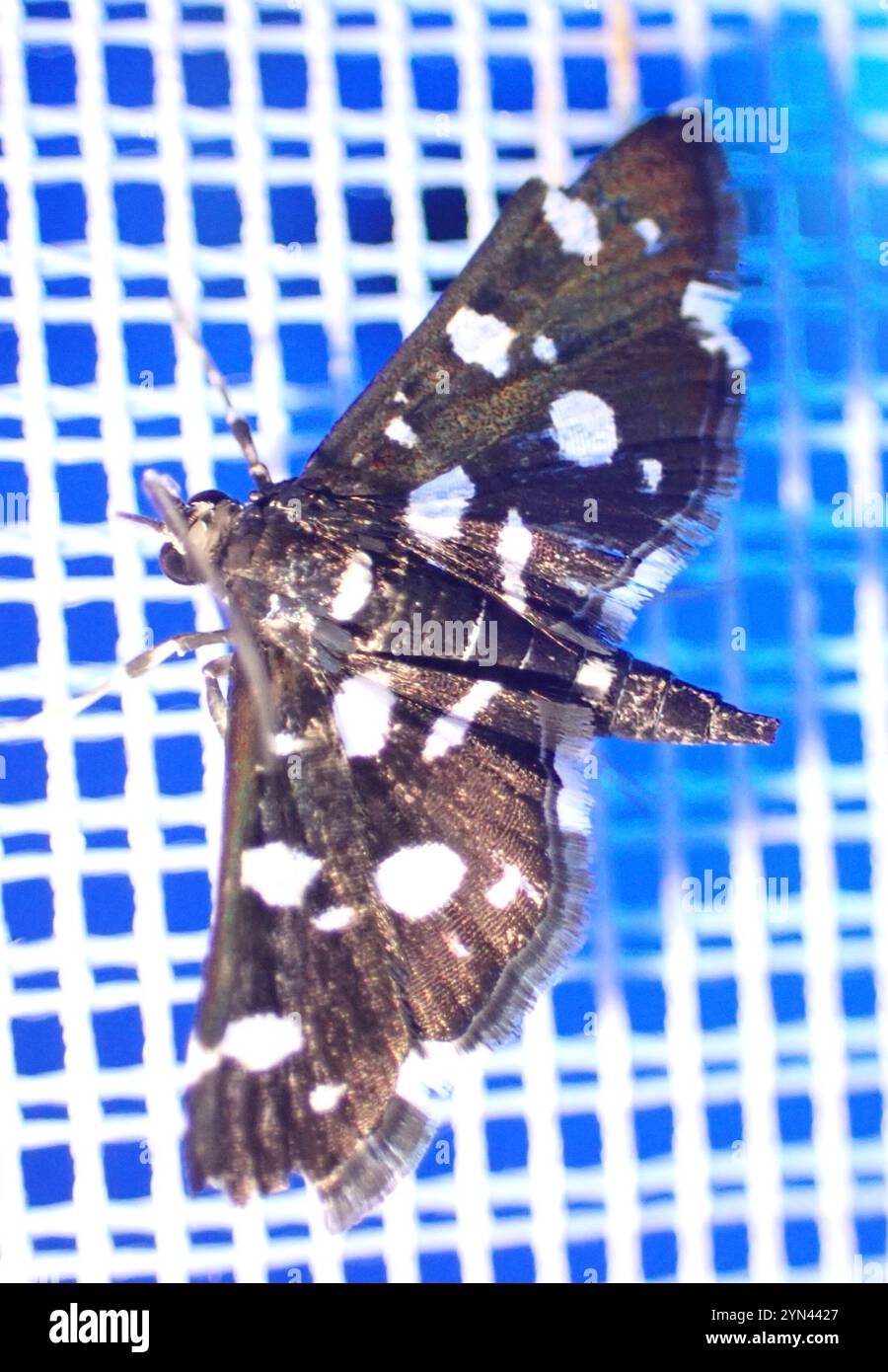 Dotted Sable (Bocchoris inspersalis Stock Photo - Alamy