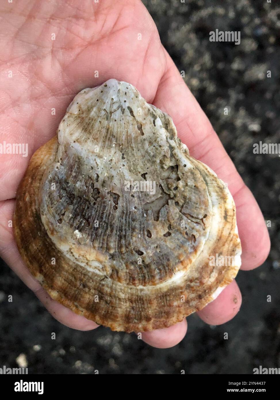 Giant Rock Scallop (Crassadoma gigantea Stock Photo - Alamy