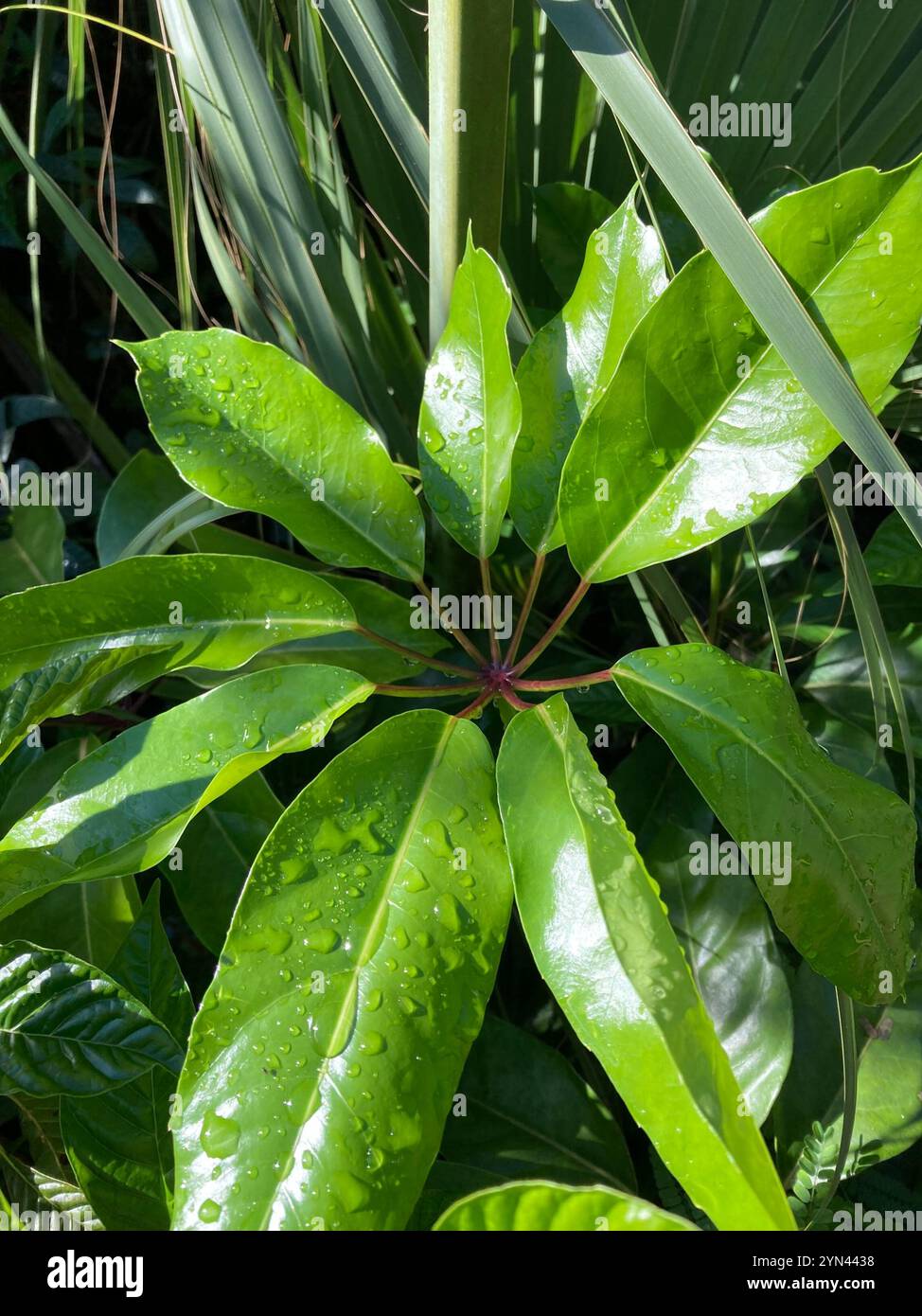 Australian Umbrella Tree (Heptapleurum actinophyllum Stock Photo - Alamy