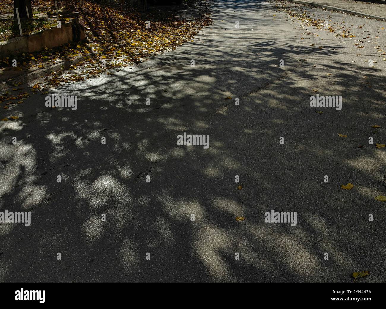 Autumn leaves shadows on hi-res stock photography and images - Alamy