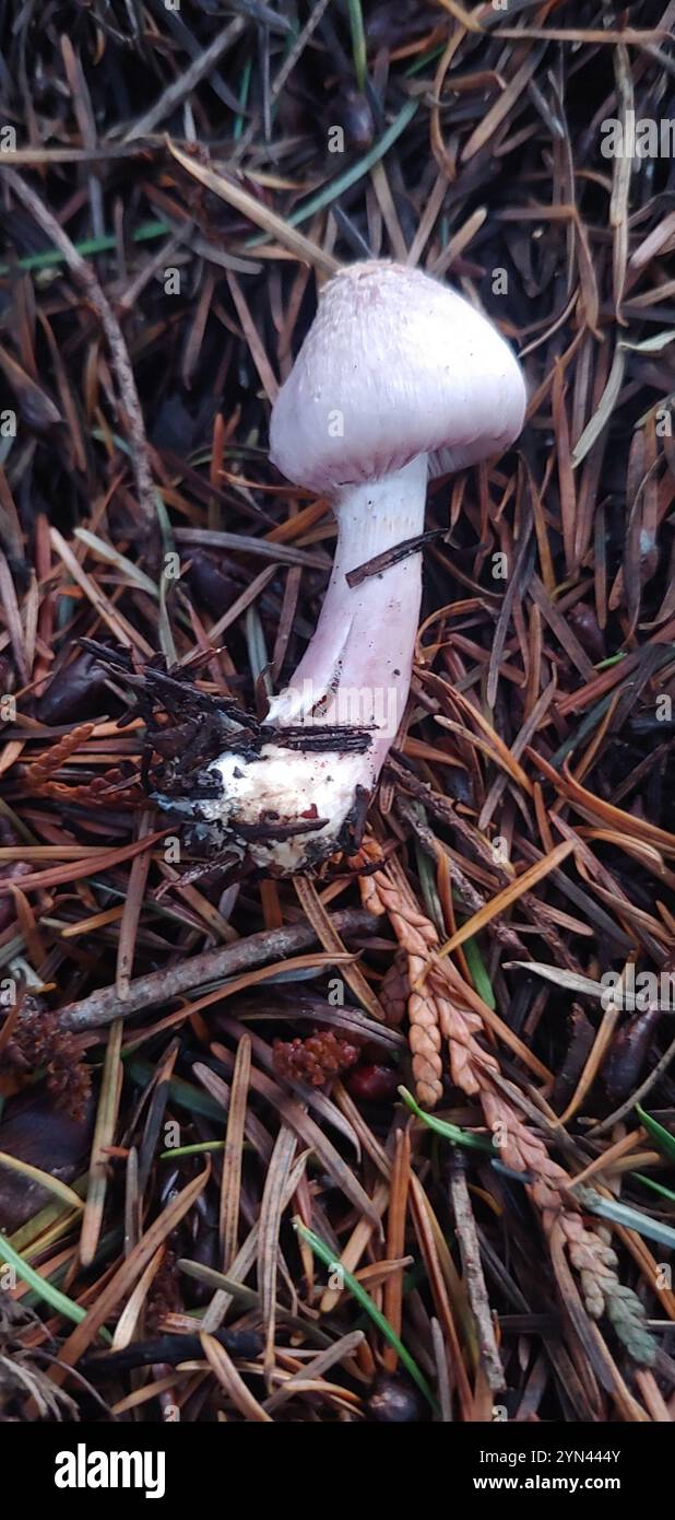 White Fibrecap (Inocybe geophylla Stock Photo - Alamy
