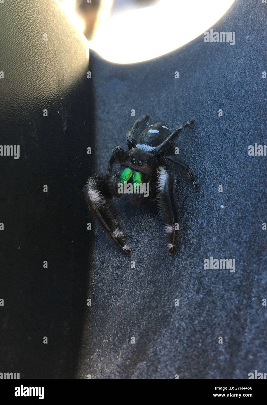 Regal Jumping Spider (Phidippus regius Stock Photo - Alamy