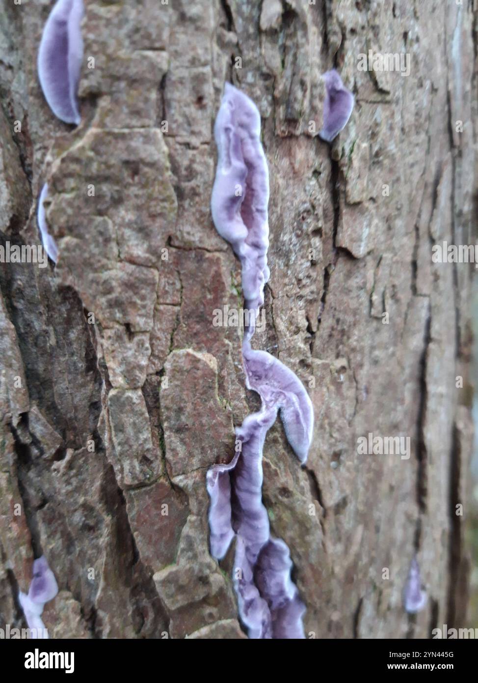 Silverleaf Fungus (Chondrostereum purpureum Stock Photo - Alamy
