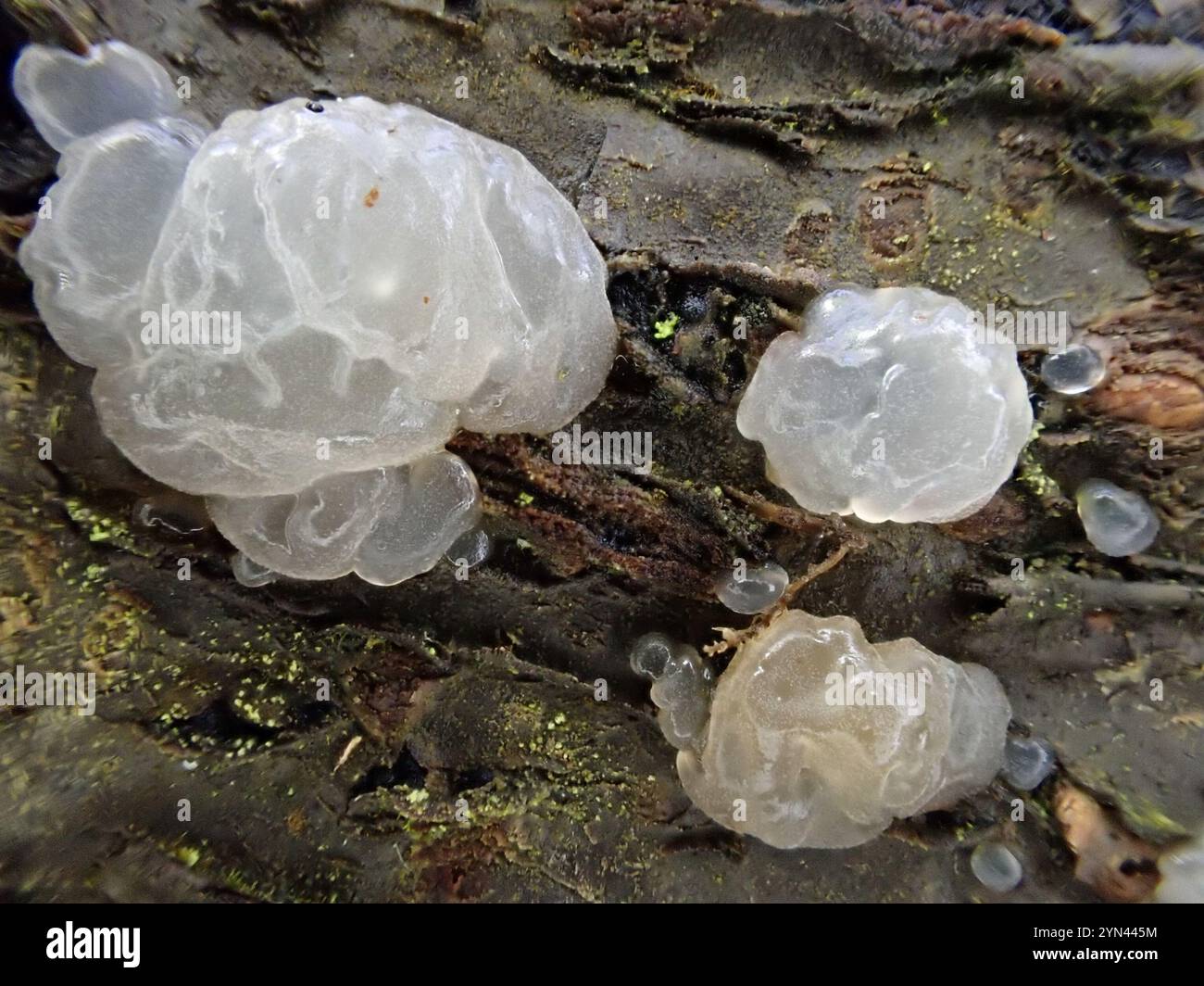 Crystal Brain Fungus (Myxarium nucleatum Stock Photo - Alamy