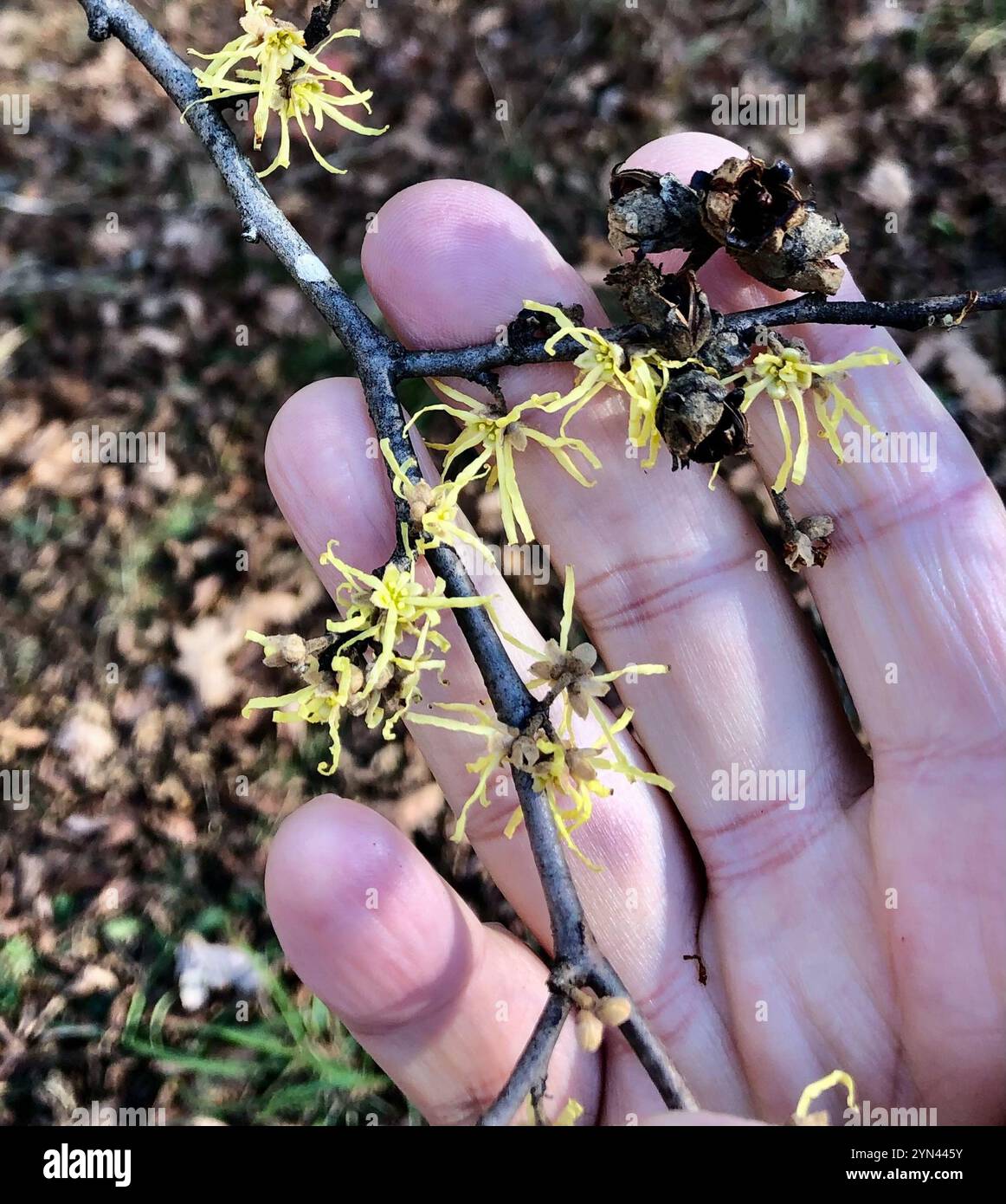 american witch-hazel (Hamamelis virginiana Stock Photo - Alamy