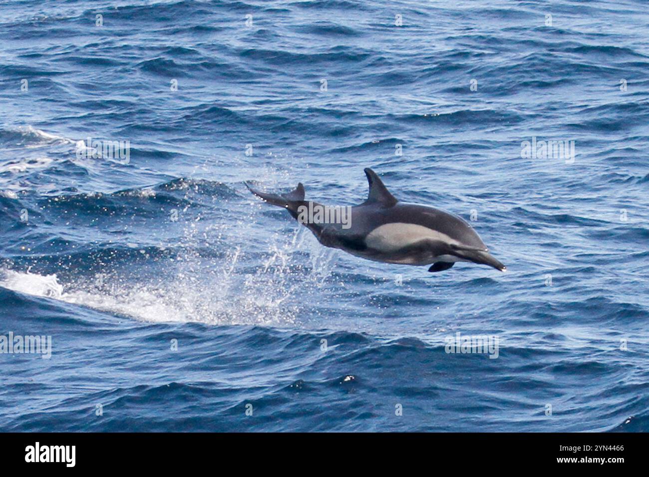 Common Dolphin (Delphinus delphis Stock Photo - Alamy