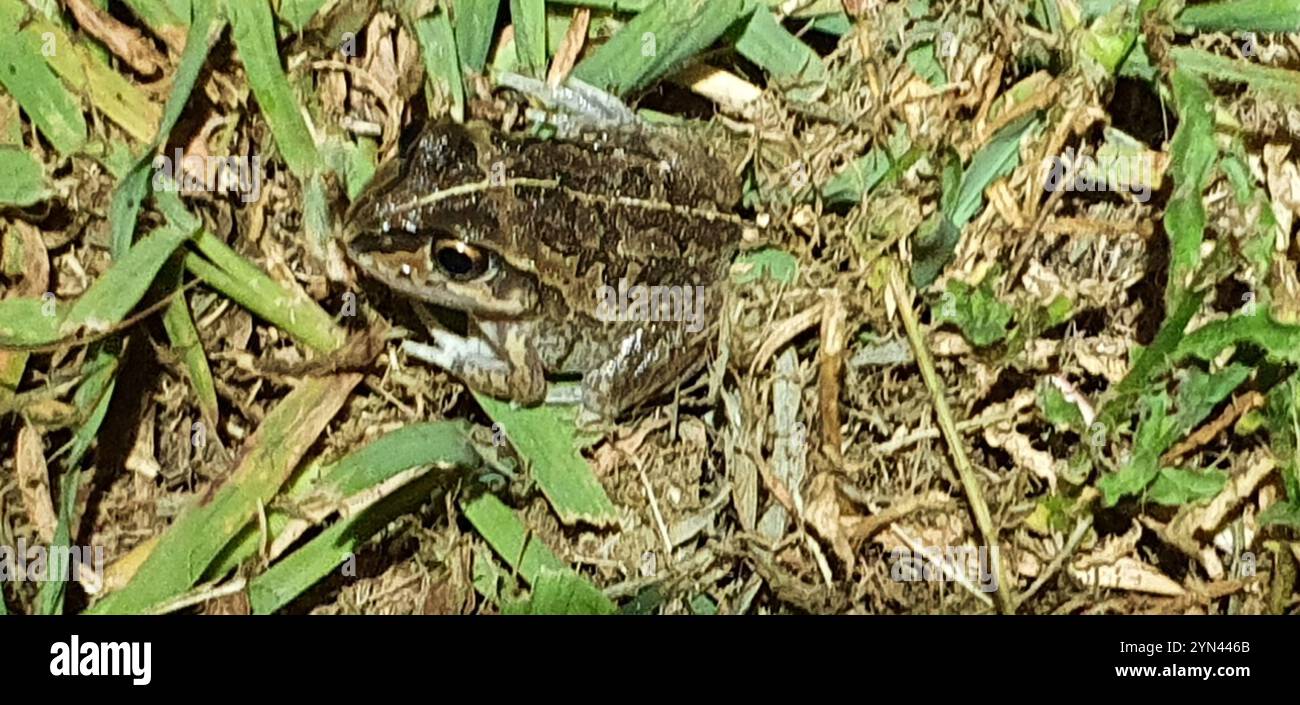 Short footed hi-res stock photography and images - Alamy
