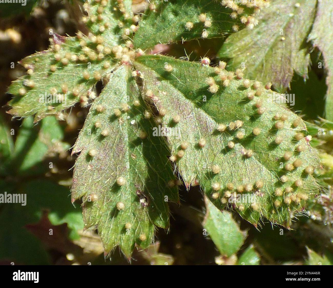 Gall and Rust Mites (Eriophyidae Stock Photo - Alamy