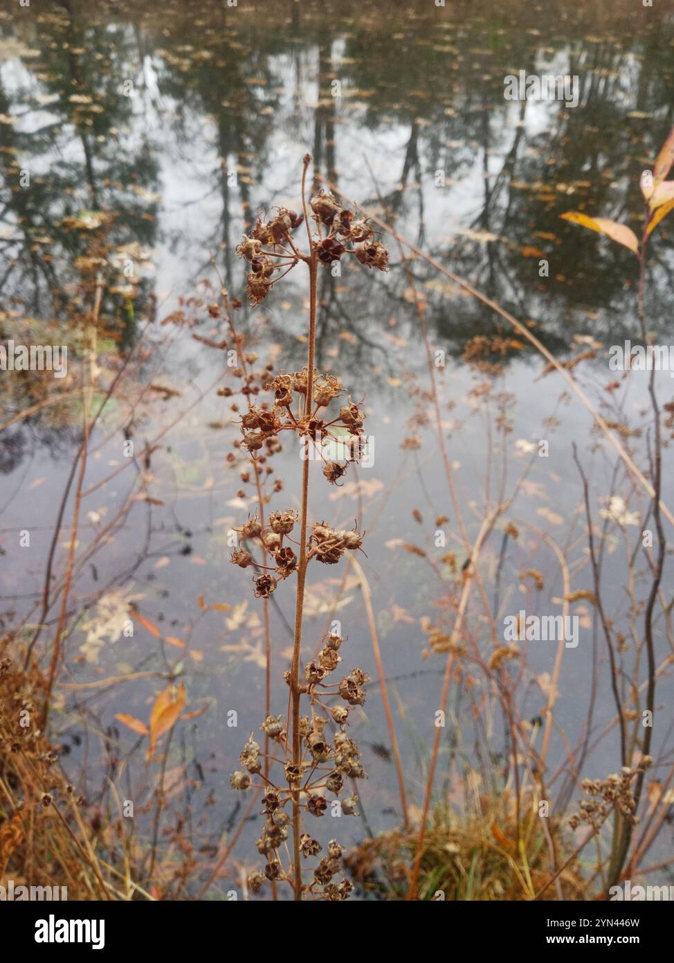 swamp loosestrife (Decodon verticillatus Stock Photo - Alamy