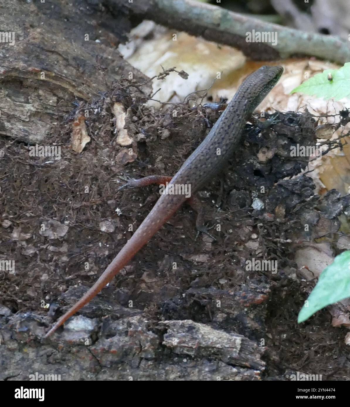 Togo Skink (Panaspis togoensis Stock Photo - Alamy