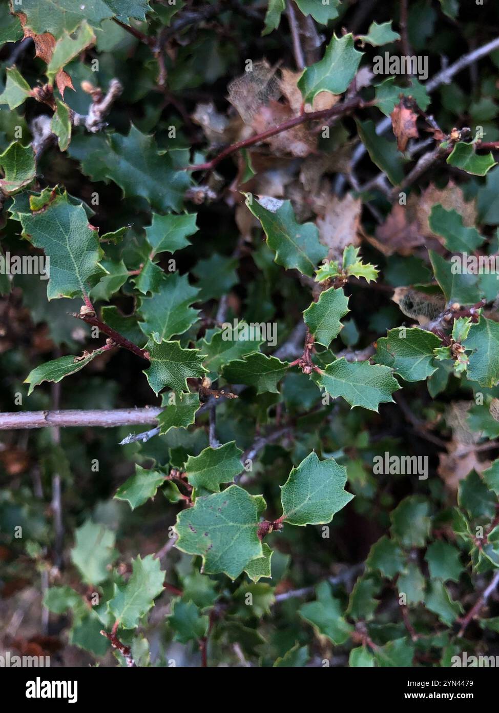 California scrub oak (Quercus berberidifolia Stock Photo - Alamy