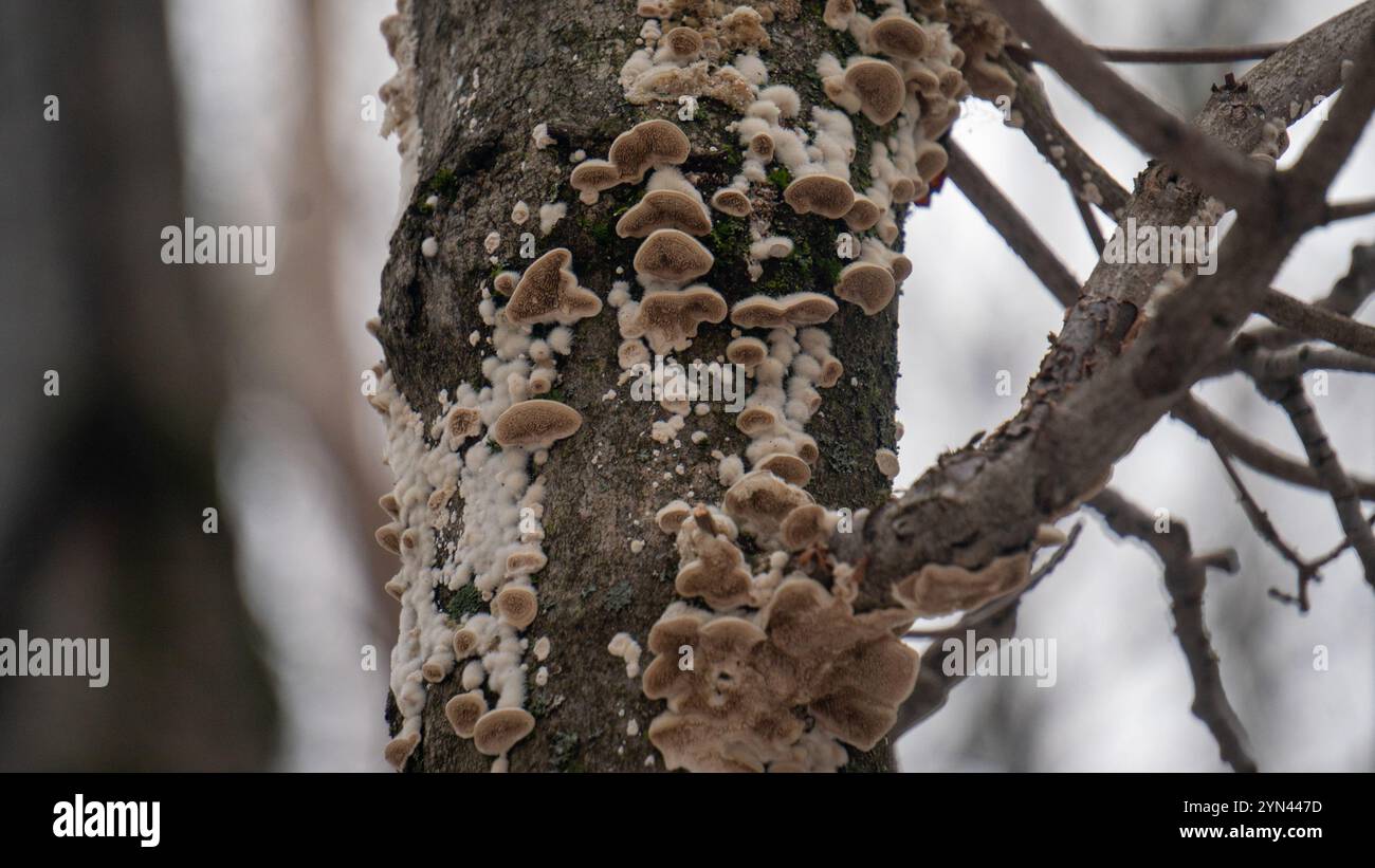 Milk-white Toothed Polypore (Irpex lacteus Stock Photo - Alamy
