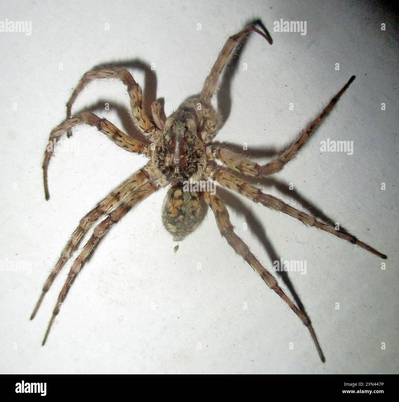 Ocyale Burrowing Wolf spider (Hippasosa guttata Stock Photo - Alamy