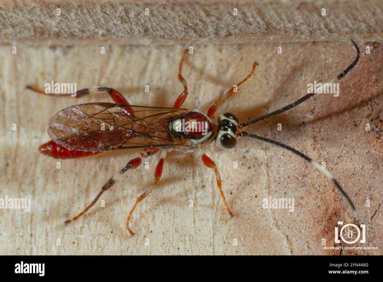 Ichneumonid Wasps (Ichneumonidae Stock Photo - Alamy