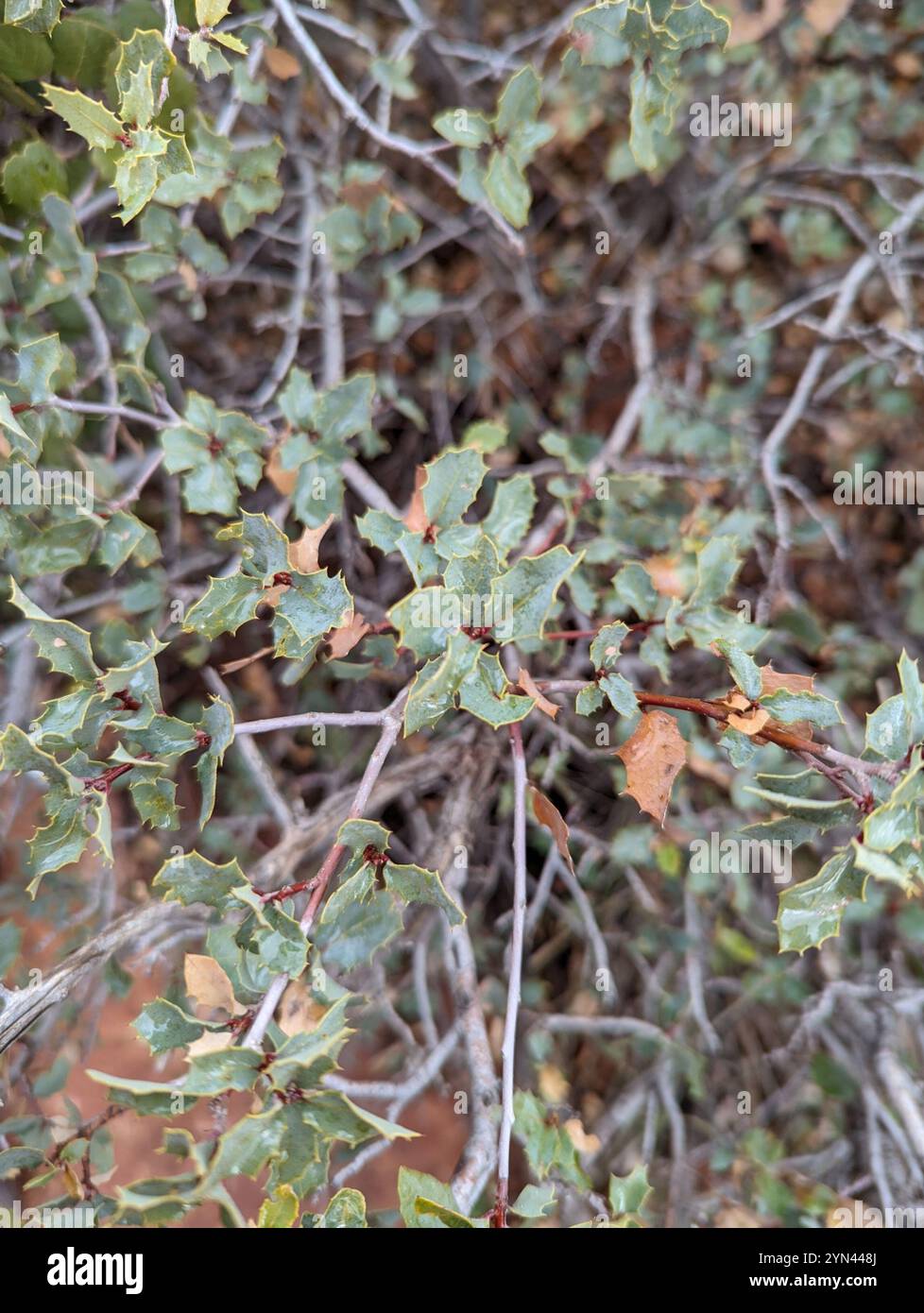 Sonoran scrub oak (Quercus turbinella Stock Photo - Alamy