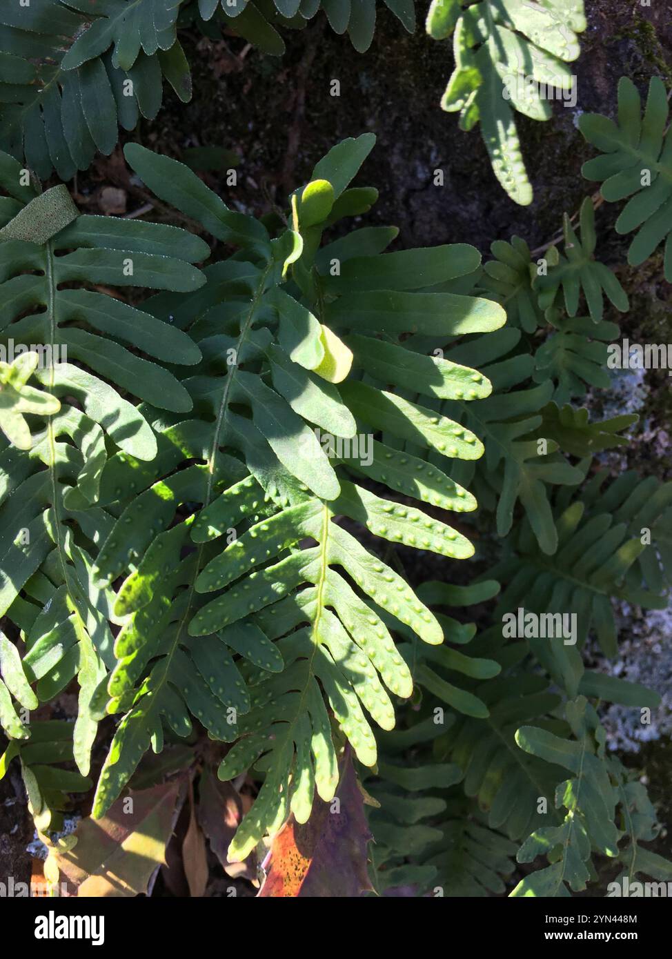 resurrection fern (Pleopeltis michauxiana Stock Photo - Alamy