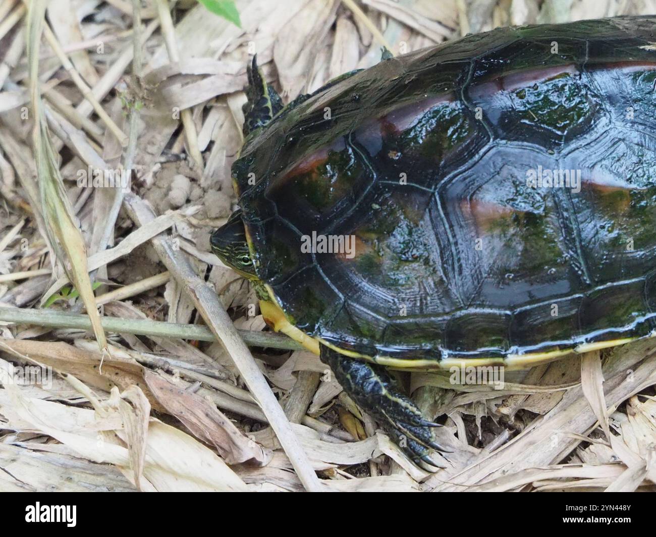 Common thread turtle (Mauremys sinensis Stock Photo - Alamy