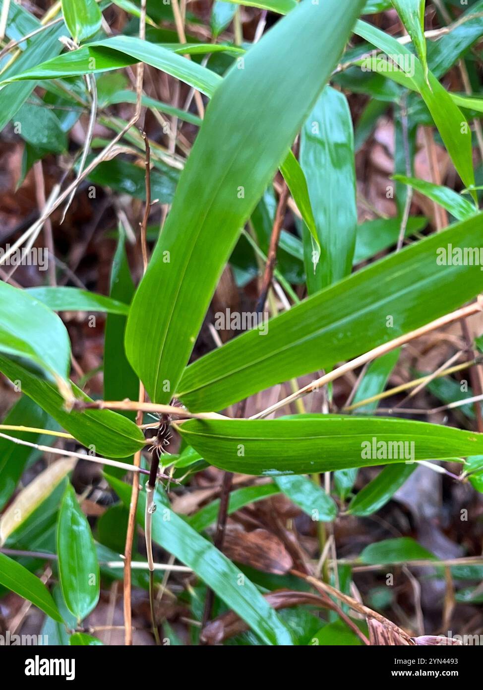 river cane (Arundinaria gigantea Stock Photo - Alamy