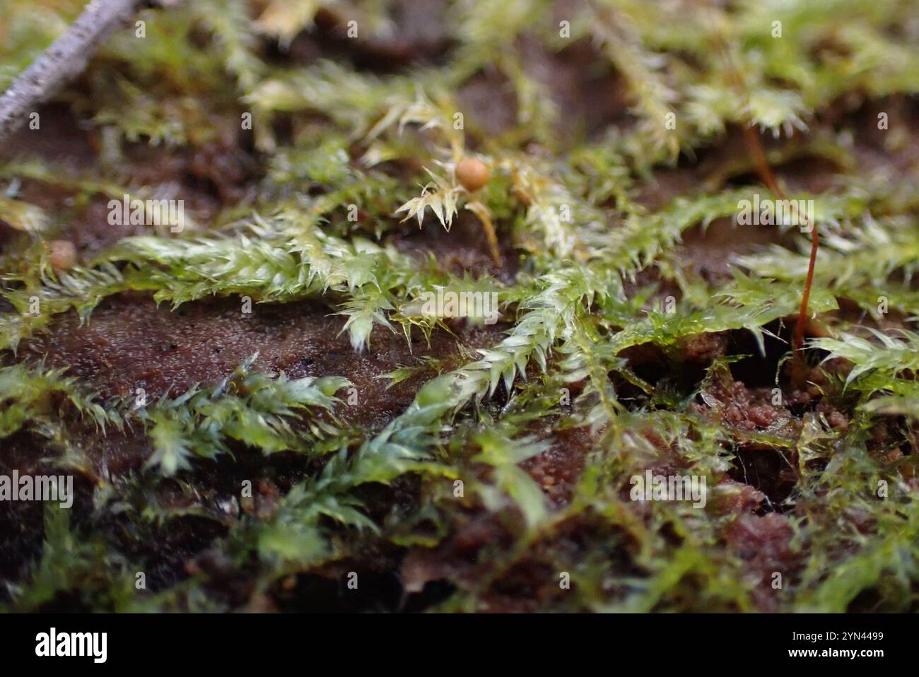 Isopterygium Moss (Isopterygium tenerum Stock Photo - Alamy
