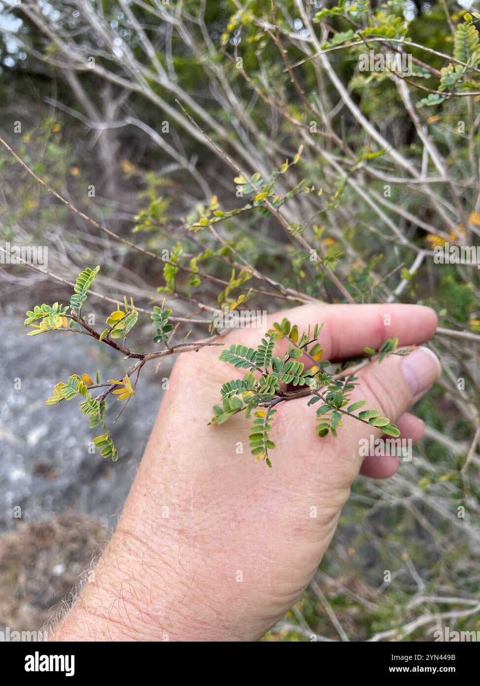Texas Kidneywood (Eysenhardtia texana Stock Photo - Alamy