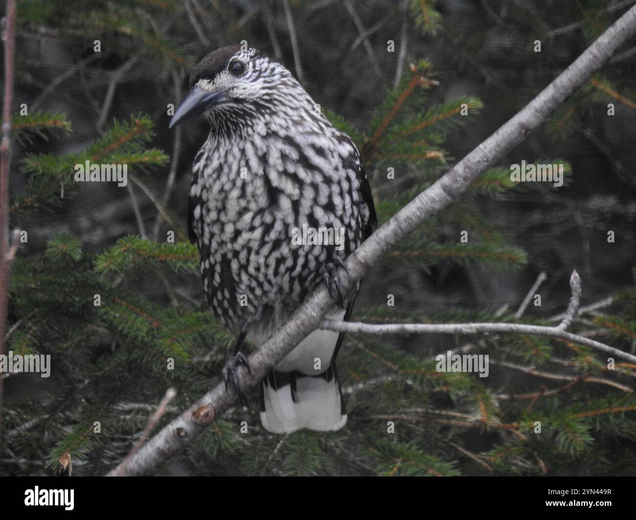 Northern Nutcracker (Nucifraga caryocatactes Stock Photo - Alamy