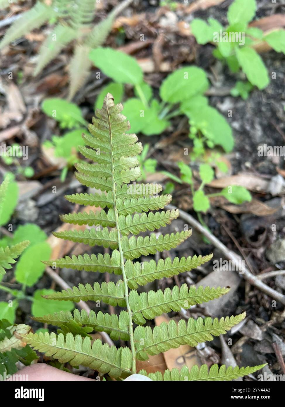 coastal woodfern (Dryopteris arguta Stock Photo - Alamy