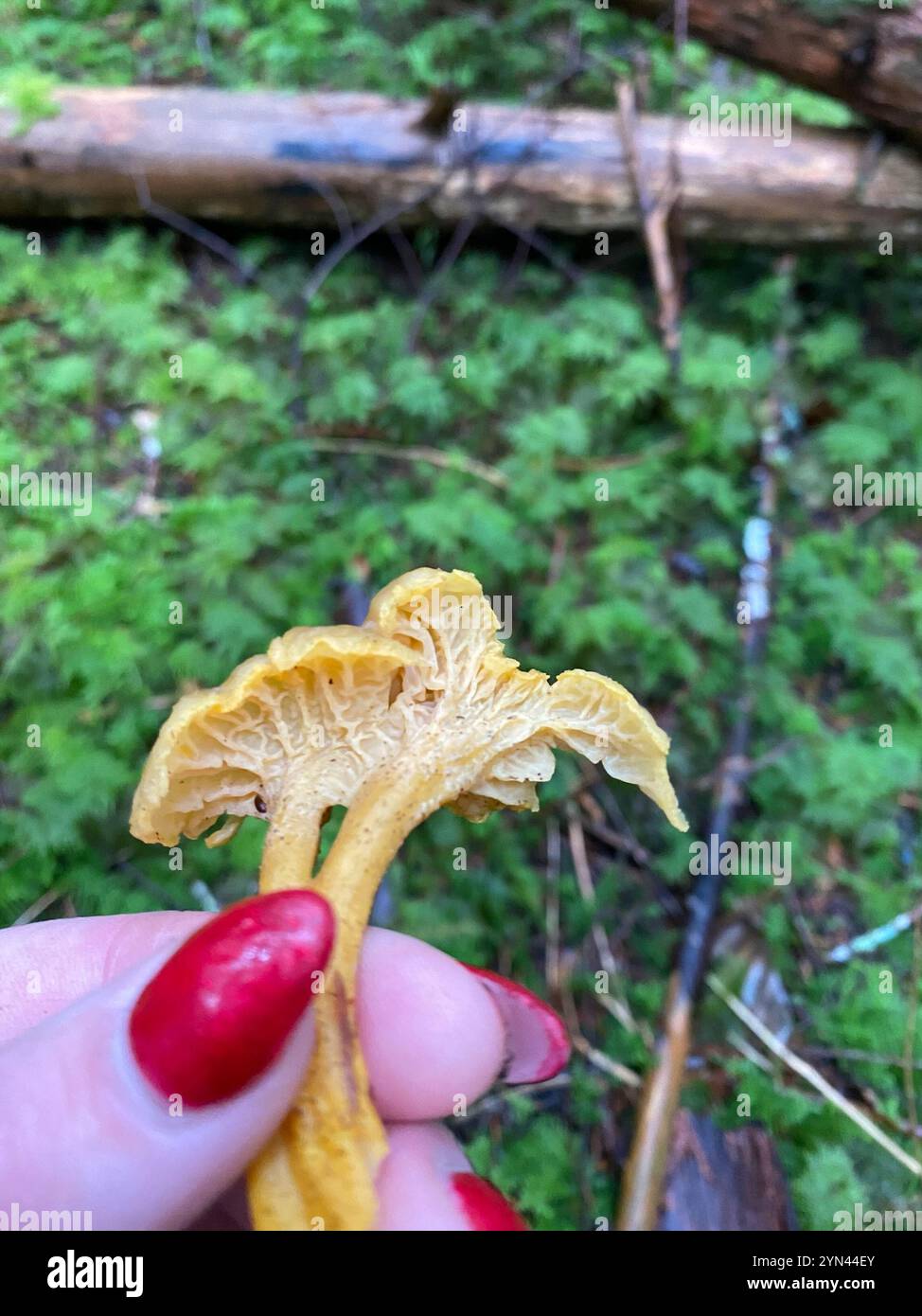Yellowfoot (Craterellus tubaeformis Stock Photo - Alamy