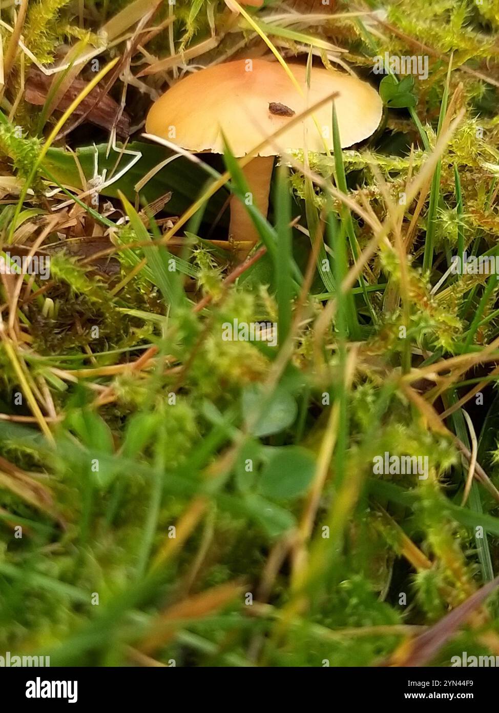 Meadow Waxcap (Cuphophyllus pratensis Stock Photo - Alamy
