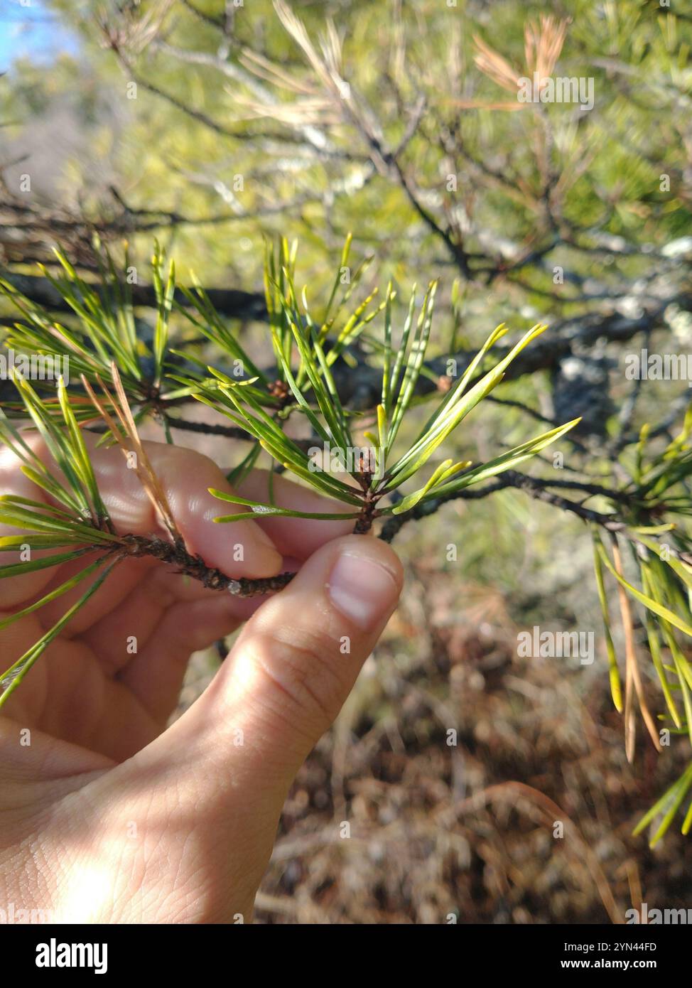 Virginia pine (Pinus virginiana Stock Photo - Alamy
