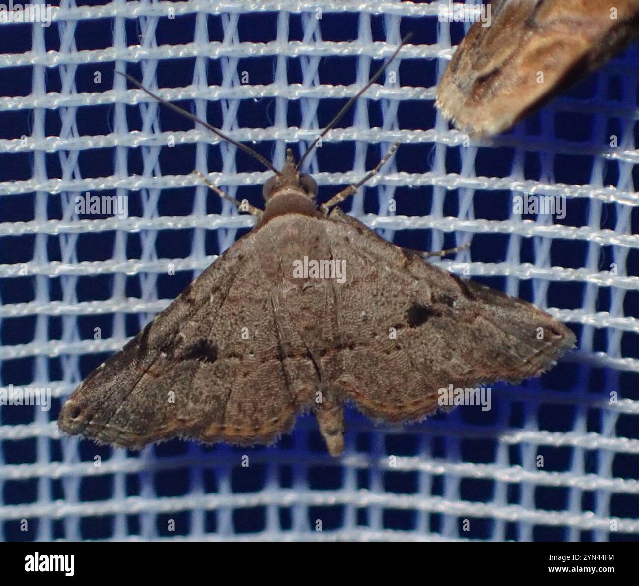 Owlet Moths and Allies (Noctuoidea Stock Photo - Alamy