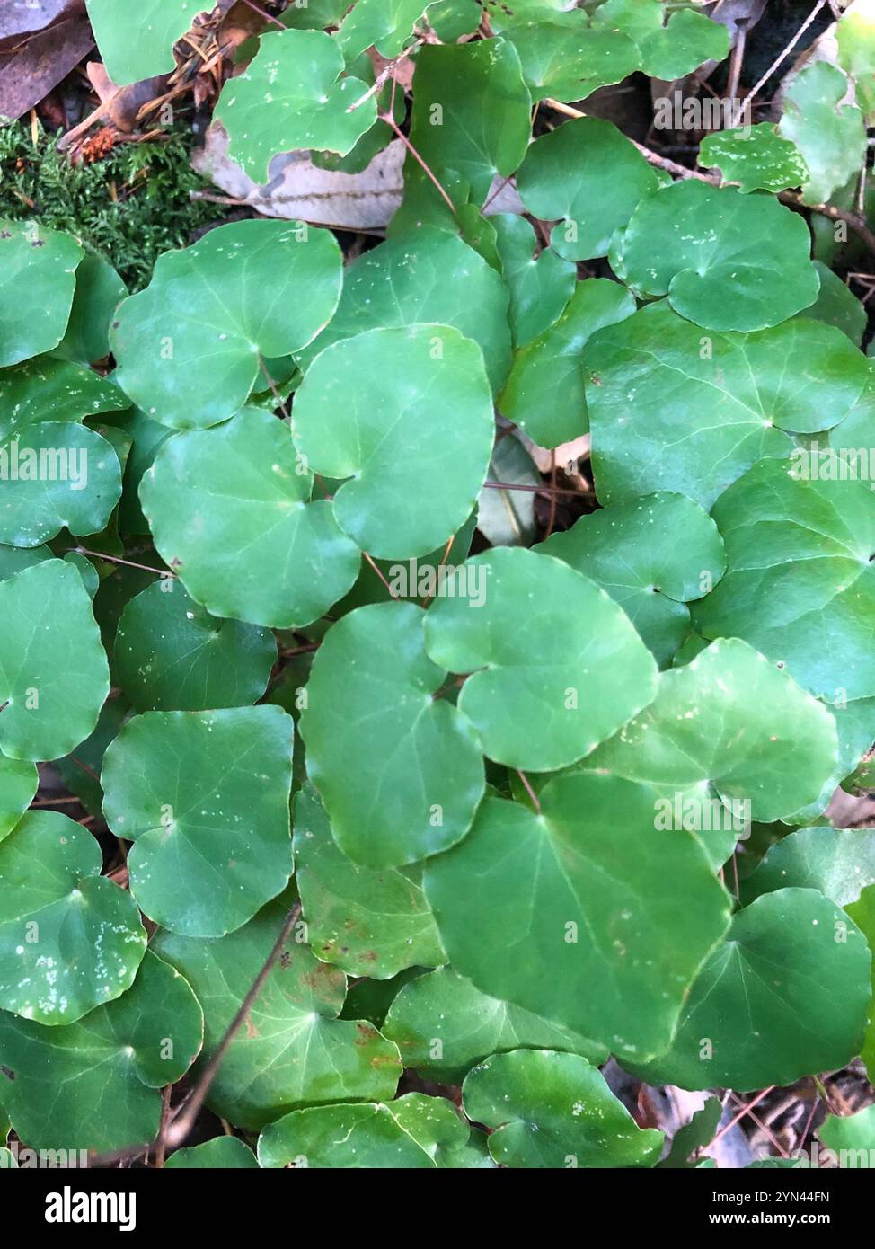 redwood inside-out flower (Vancouveria planipetala Stock Photo - Alamy
