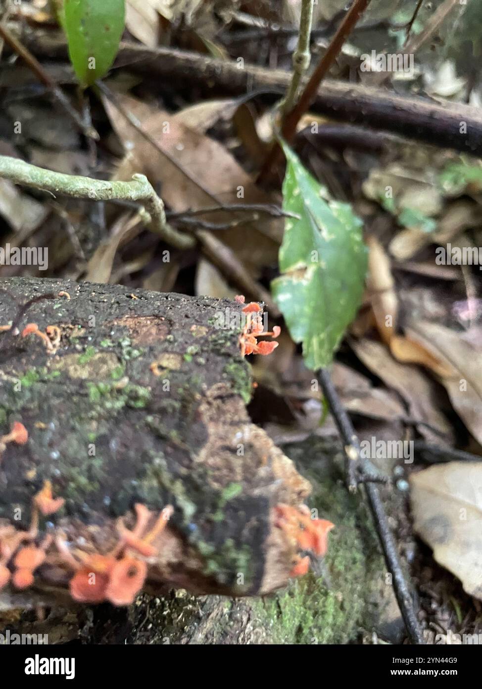 orange pore fungus (Favolaschia claudopus Stock Photo - Alamy