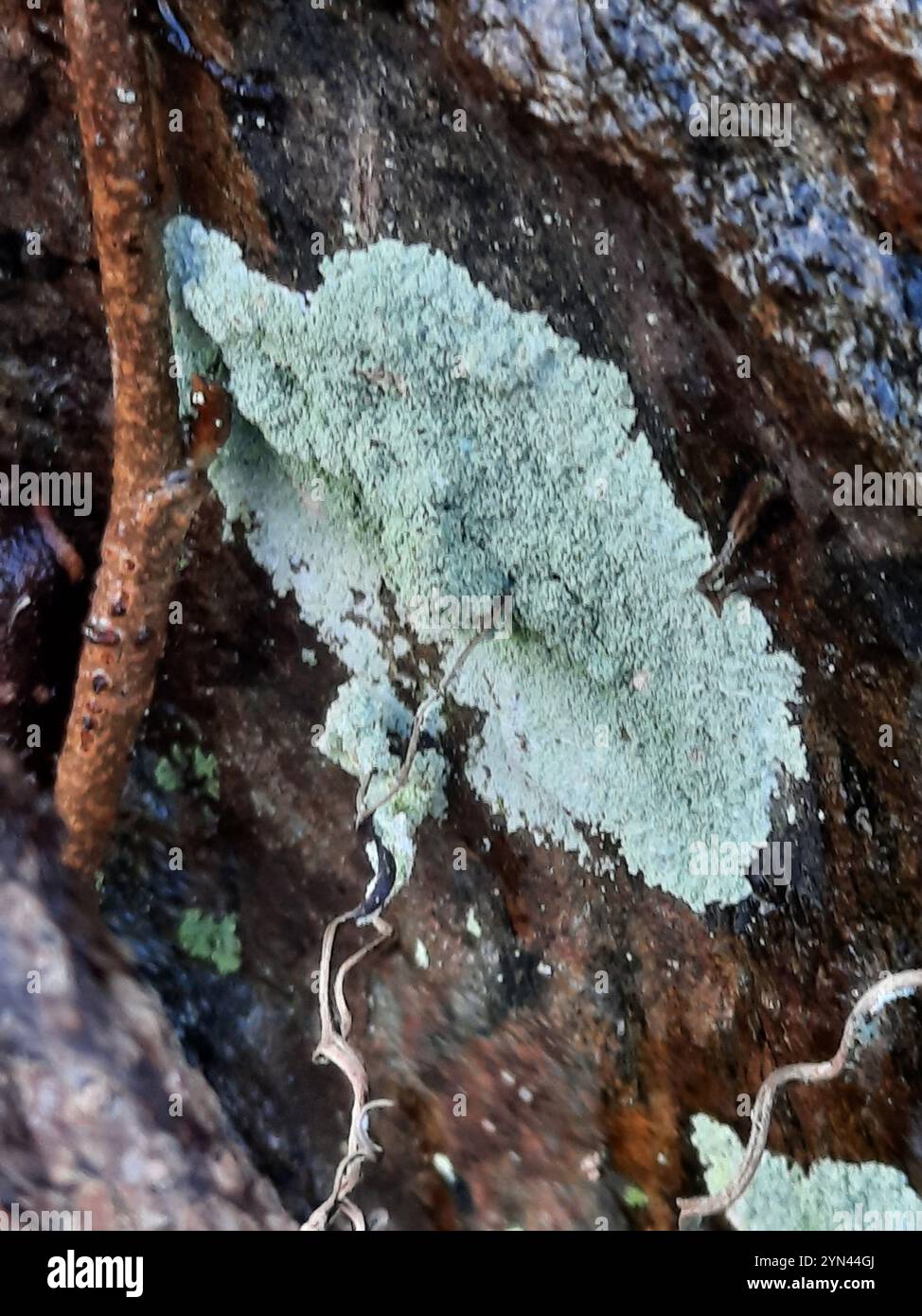 common lichens (Lecanoromycetes Stock Photo - Alamy