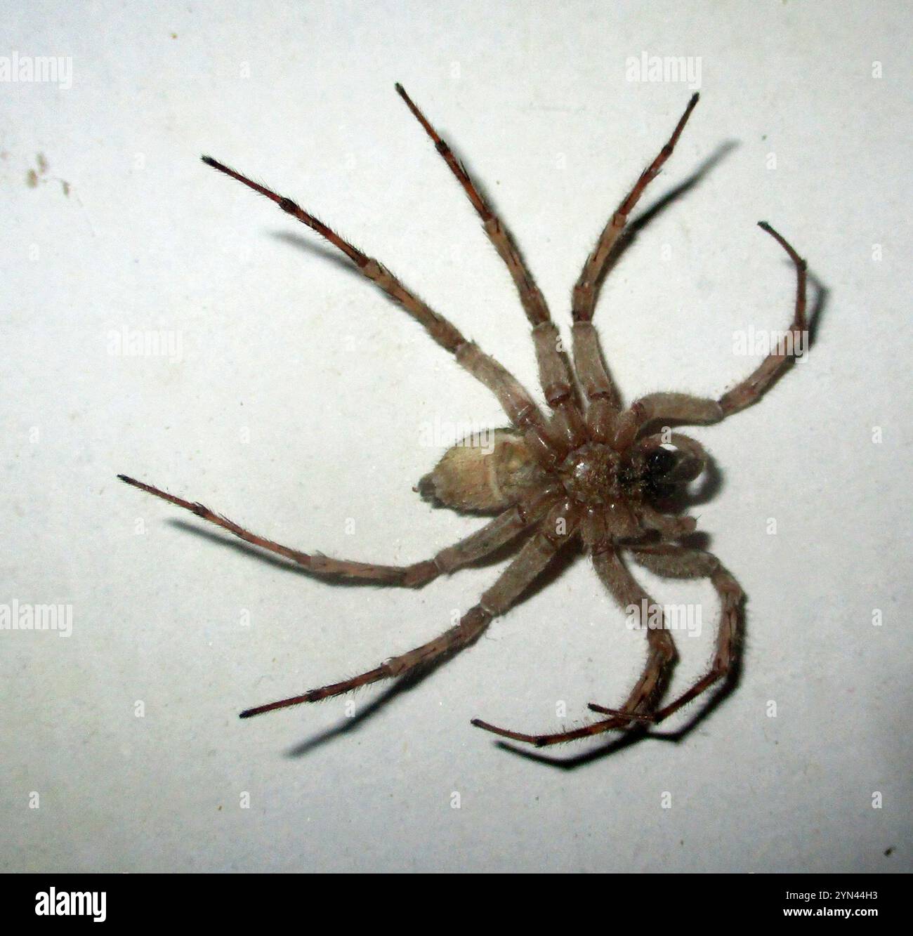 Ocyale Burrowing Wolf spider (Hippasosa guttata Stock Photo - Alamy