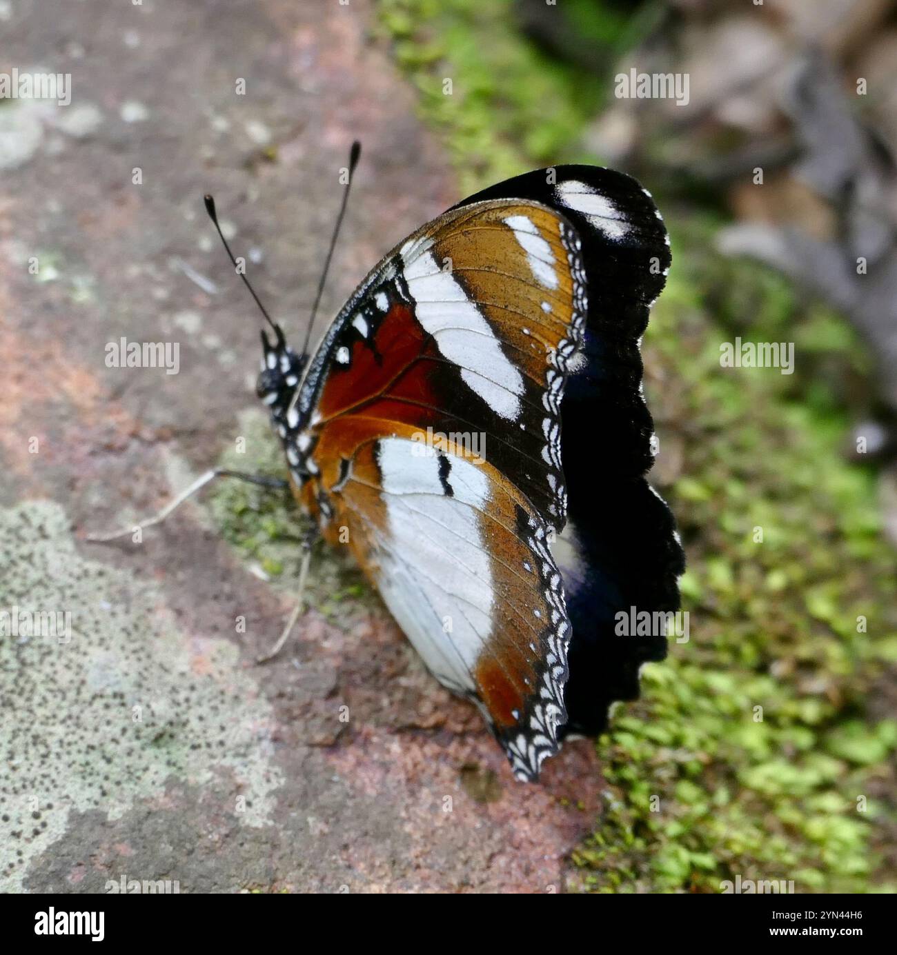Danaid Eggfly (Hypolimnas misippus Stock Photo - Alamy