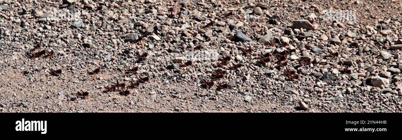 Locustana pardalina hi-res stock photography and images - Alamy