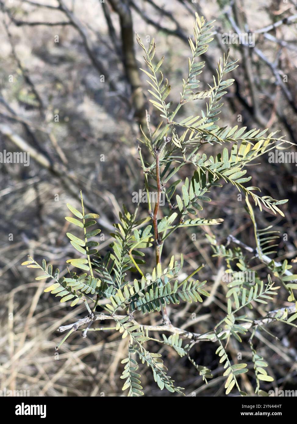 Velvet mesquite hi-res stock photography and images - Alamy