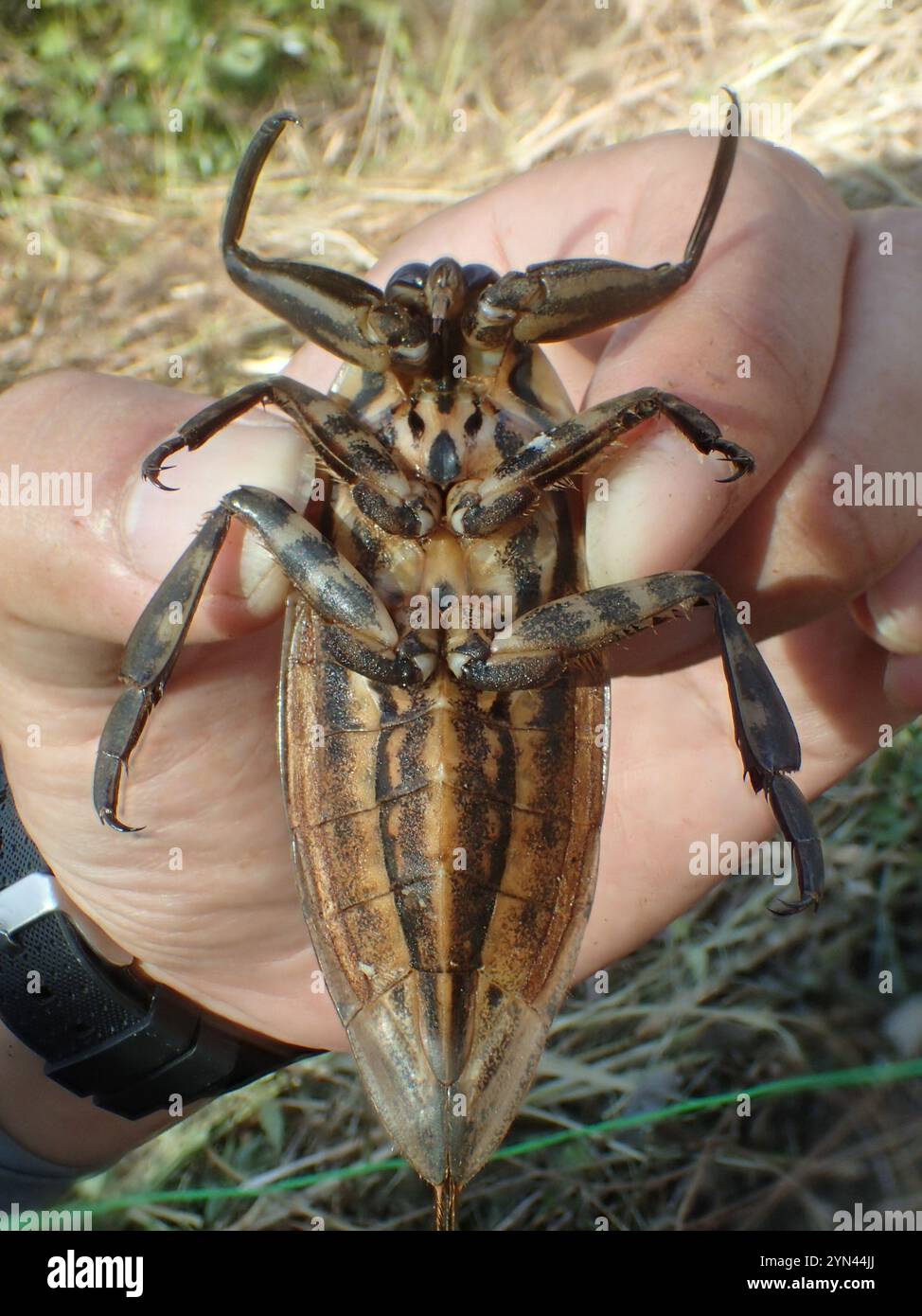 Asian Giant Water Bug (Lethocerus indicus Stock Photo - Alamy