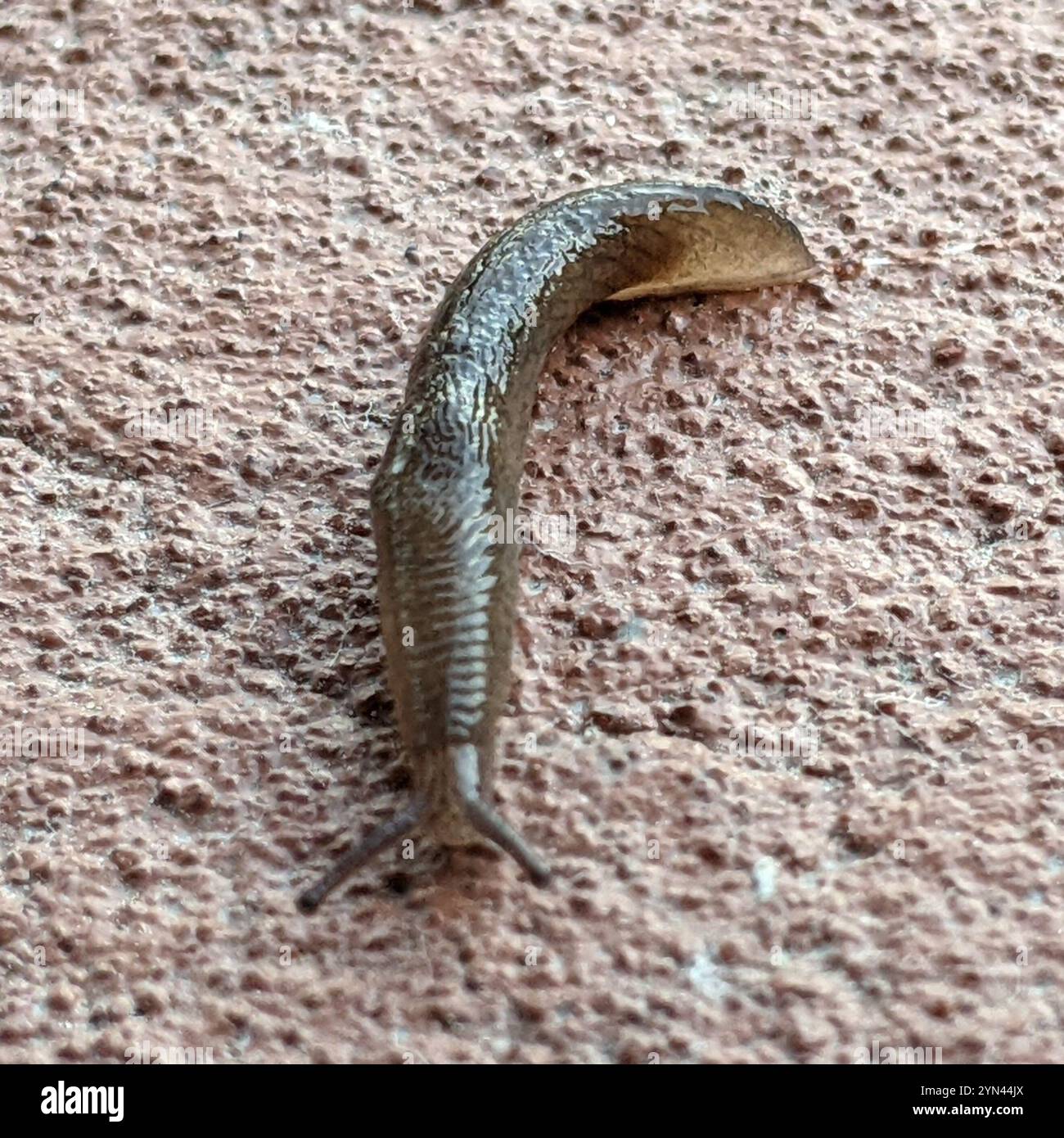 Smooth Land Slugs (Deroceras Stock Photo - Alamy